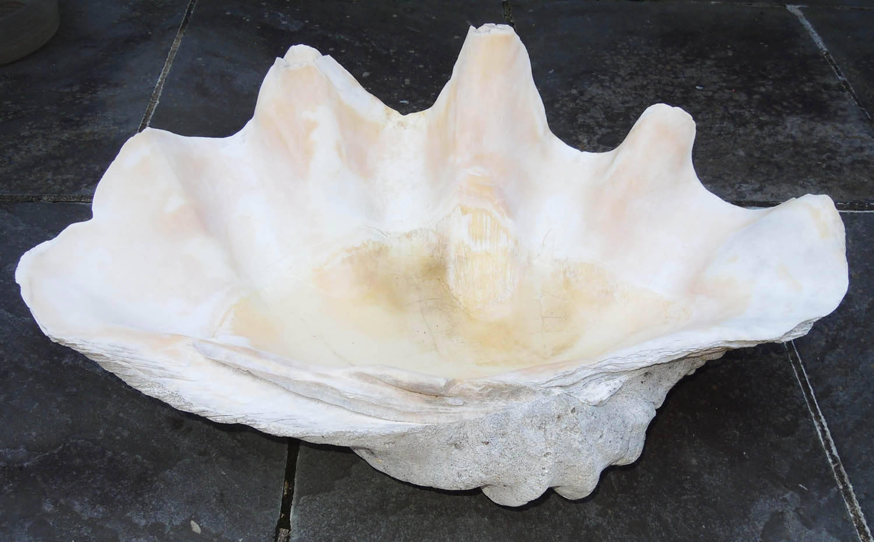 Giant Clam Shell from South Pacific at 1stDibs | giant shell, giant ...
