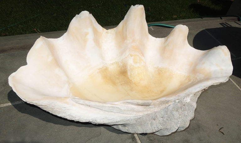 Giant Clam Shell from South Pacific at 1stDibs