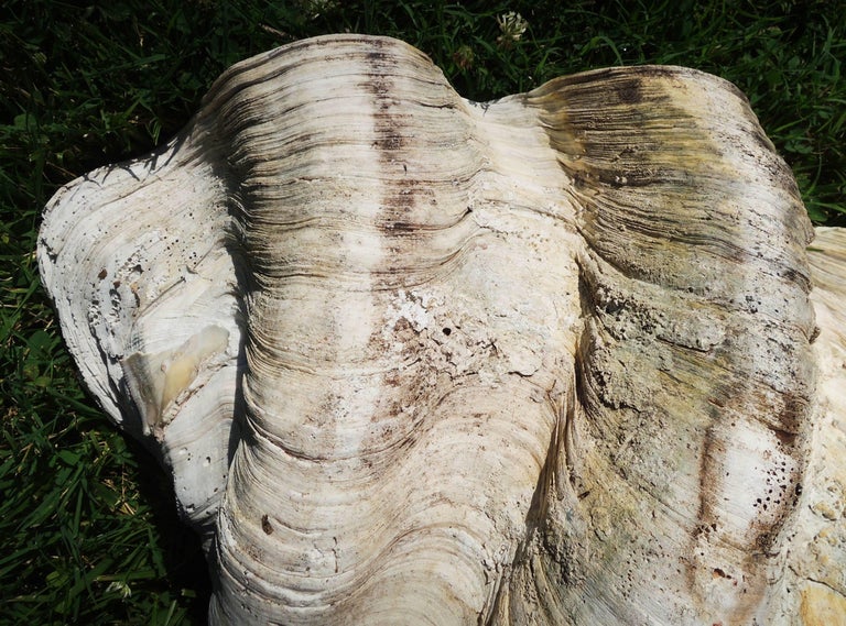 Giant Clam Shell from South Pacific at 1stDibs
