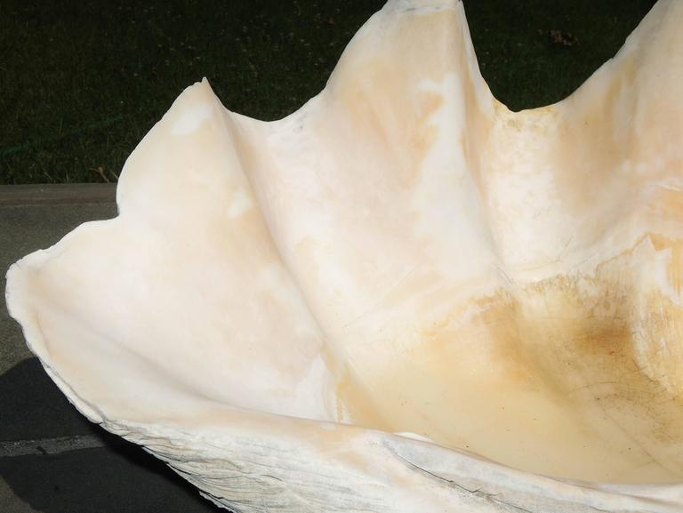 Giant Clam Shell from South Pacific For Sale at 1stdibs