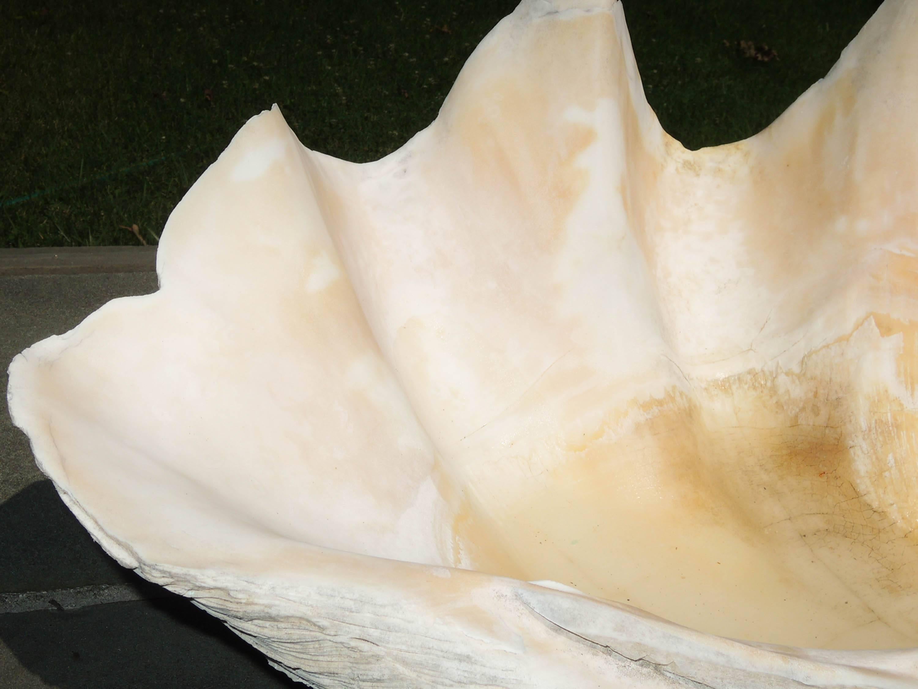 Giant Clam Shell from South Pacific at 1stDibs | giant shell, giant ...