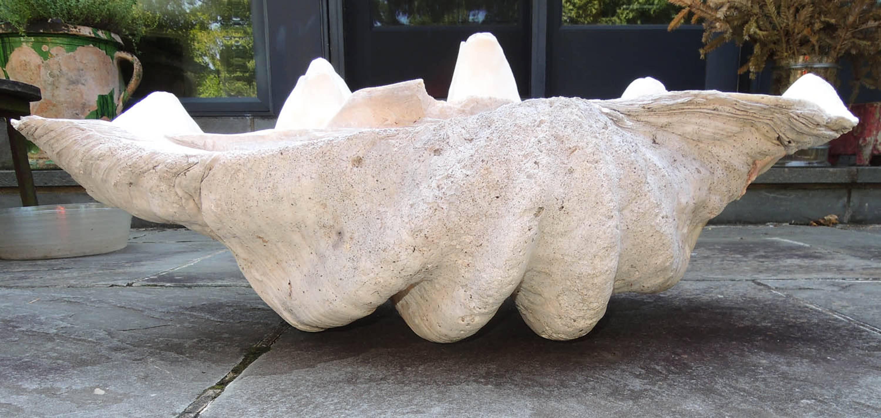 Giant Clam Shell from South Pacific at 1stDibs | giant shell, giant ...