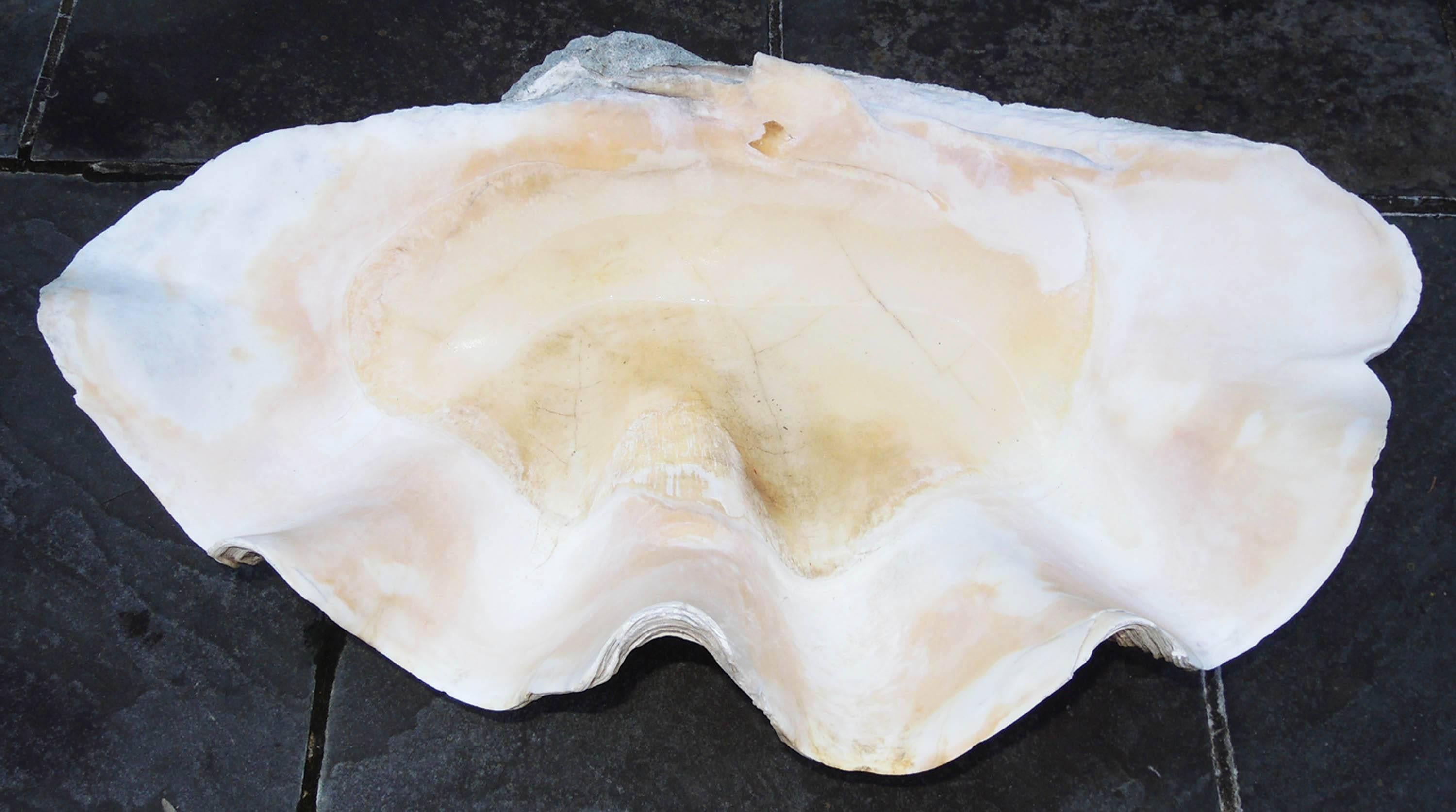 Giant Clam Shell from South Pacific at 1stDibs | giant shell, giant ...