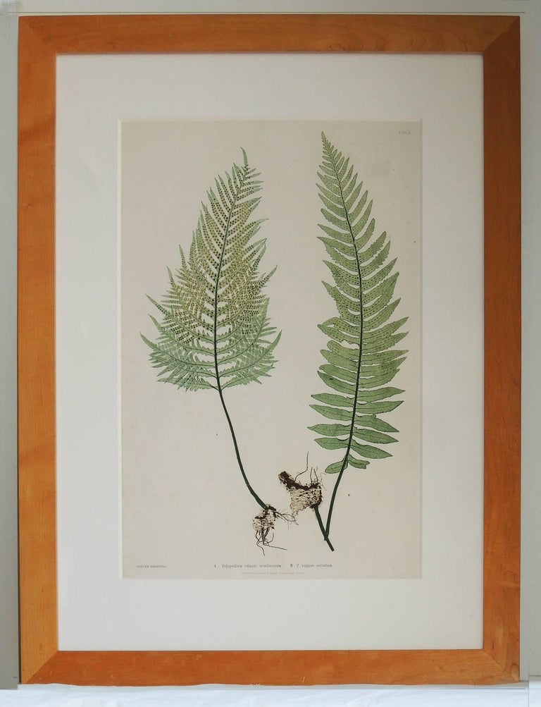 Set of Four Fern Botanical Engravings by Bradbury and Evans For Sale at ...