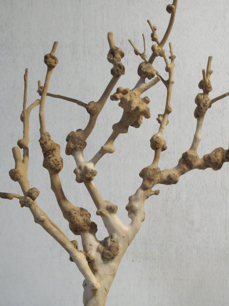 Old Natural Burl Root Tree Form Sculpture at 1stDibs