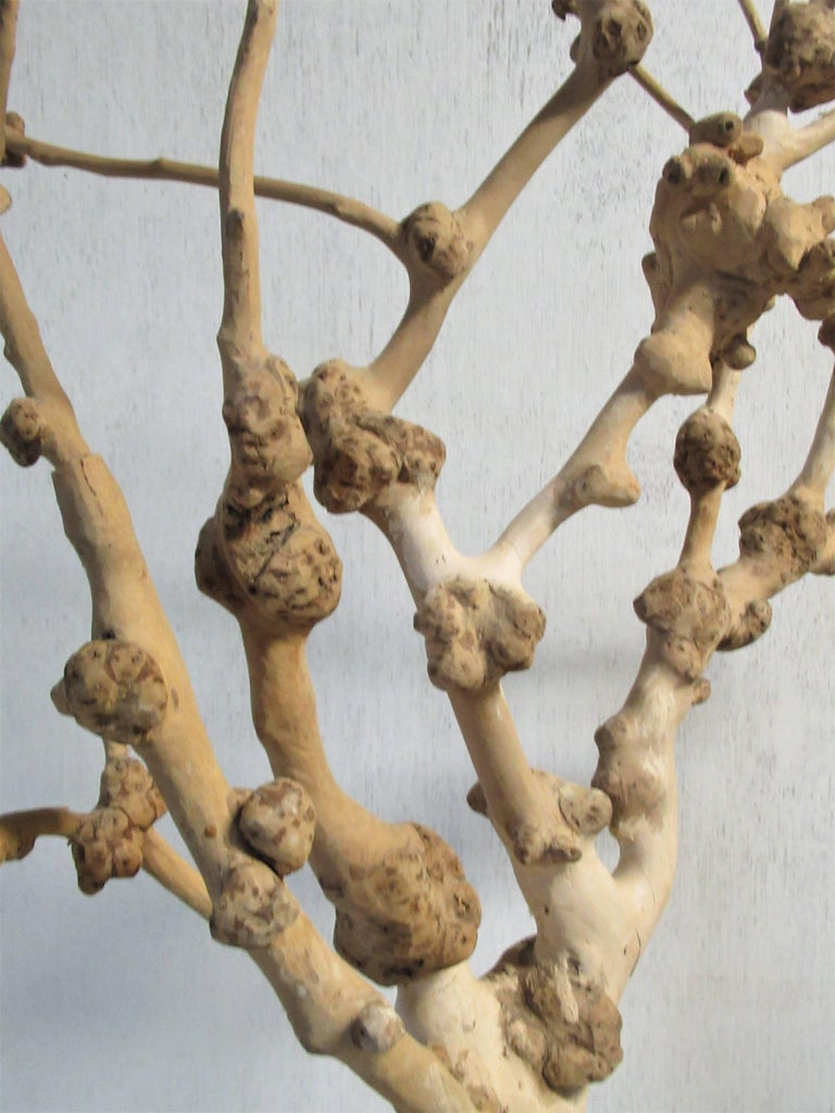 Old Natural Burl Root Tree Form Sculpture at 1stDibs