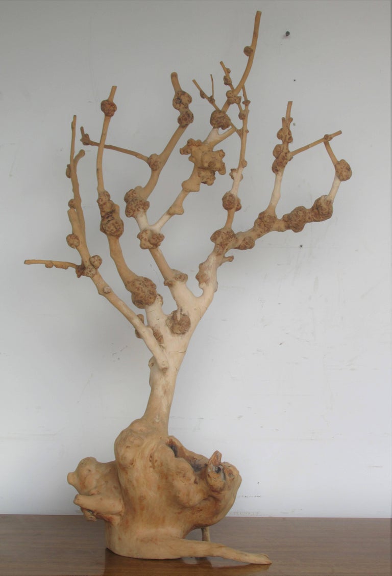 Old Natural Burl Root Tree Form Sculpture at 1stDibs