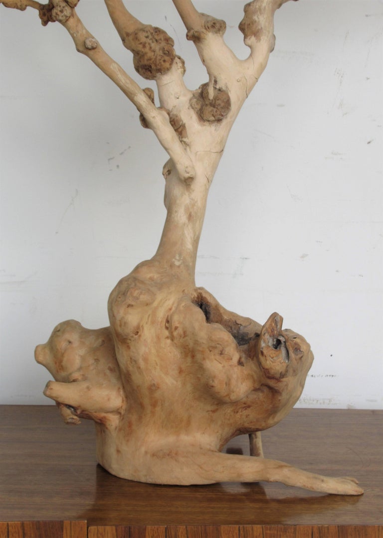 Old Natural Burl Root Tree Form Sculpture at 1stDibs