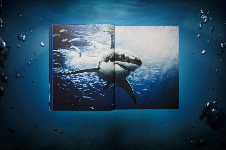 Michael Muller, Sharks, Art Edition No. 101-200 ‘Under Study’ For Sale ...