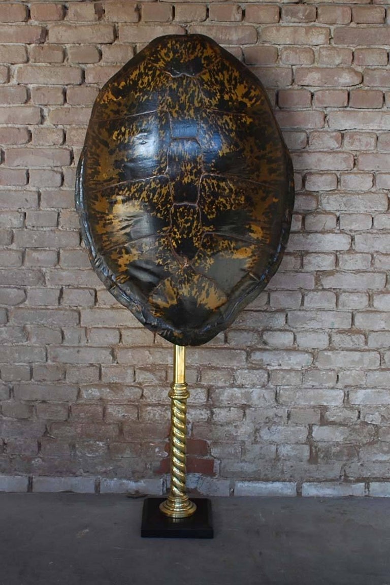 Extremely Large 20th Century Sea Turtle Shell Shield on Stand For Sale ...