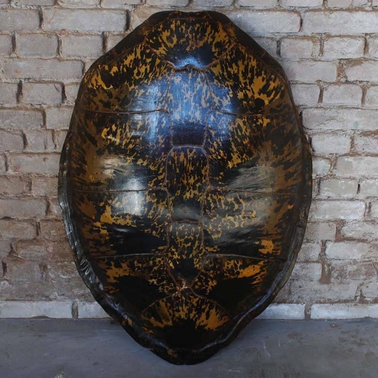 Extremely Large 20th Century Sea Turtle Shell Shield on Stand For Sale ...
