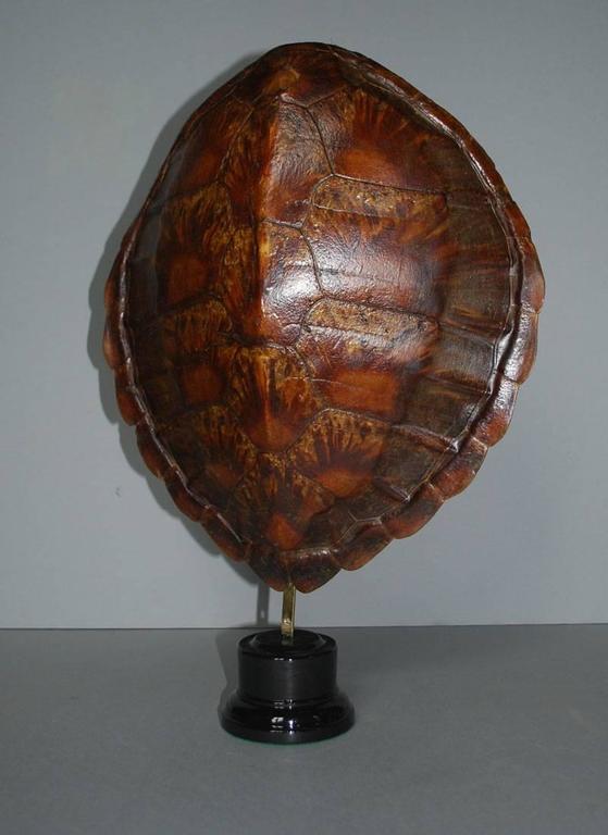 20th Century Sea Turtle Shell Shield on Stand at 1stDibs