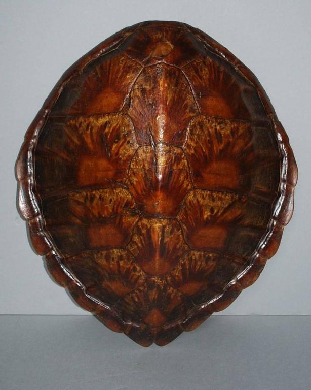 20th Century Sea Turtle Shell Shield on Stand at 1stDibs