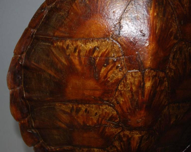 20th Century Sea Turtle Shell Shield on Stand at 1stDibs