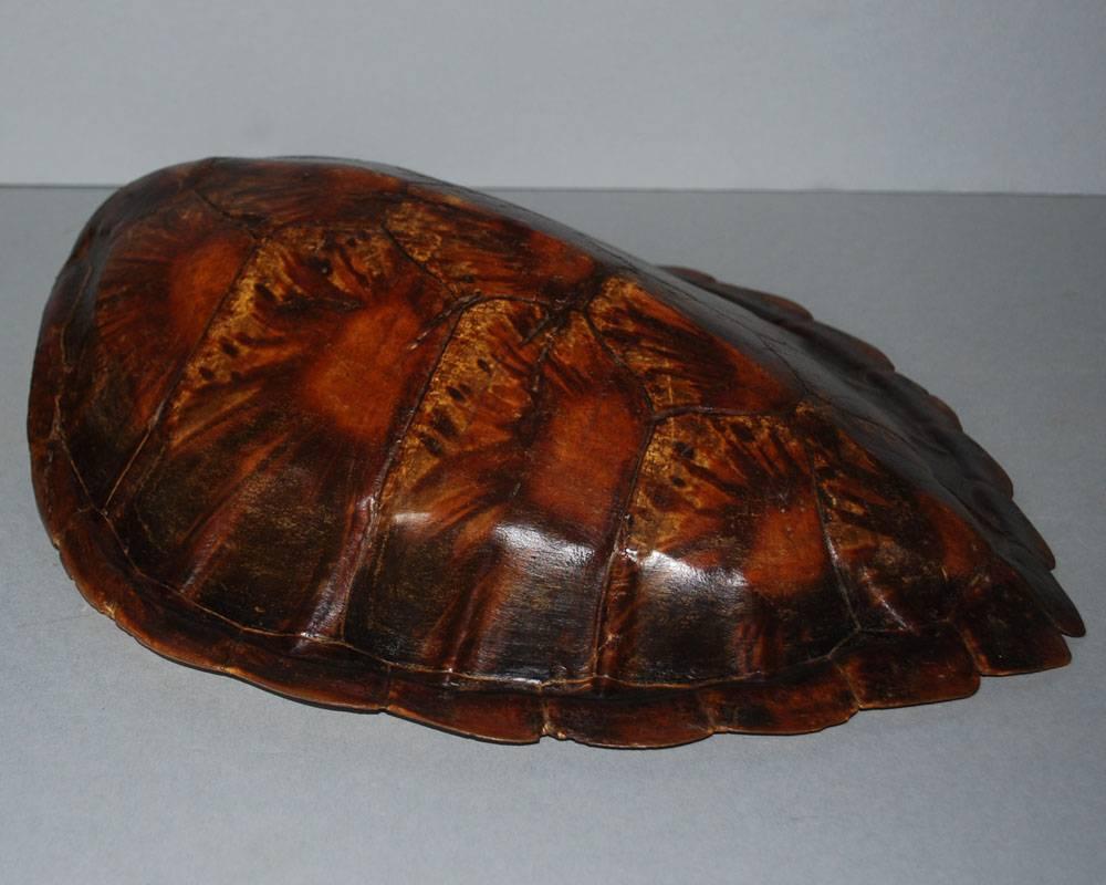 20th Century Sea Turtle Shell Shield on Stand at 1stdibs