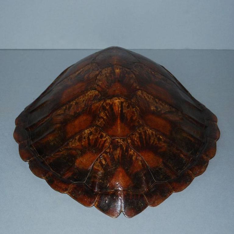 20th Century Sea Turtle Shell Shield on Stand at 1stDibs