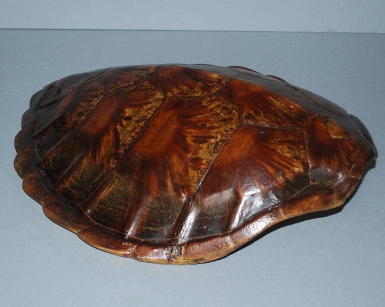 20th Century Sea Turtle Shell Shield on Stand at 1stDibs