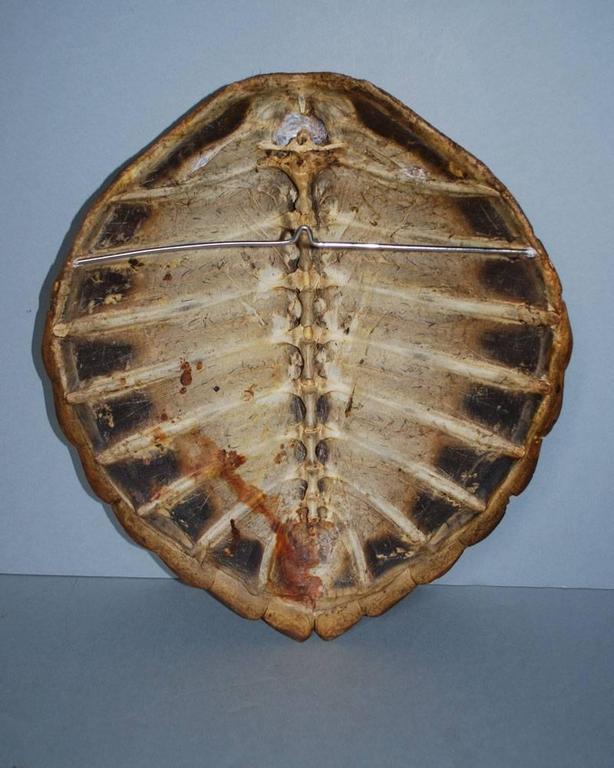 20th Century Sea Turtle Shell Shield on Stand at 1stDibs