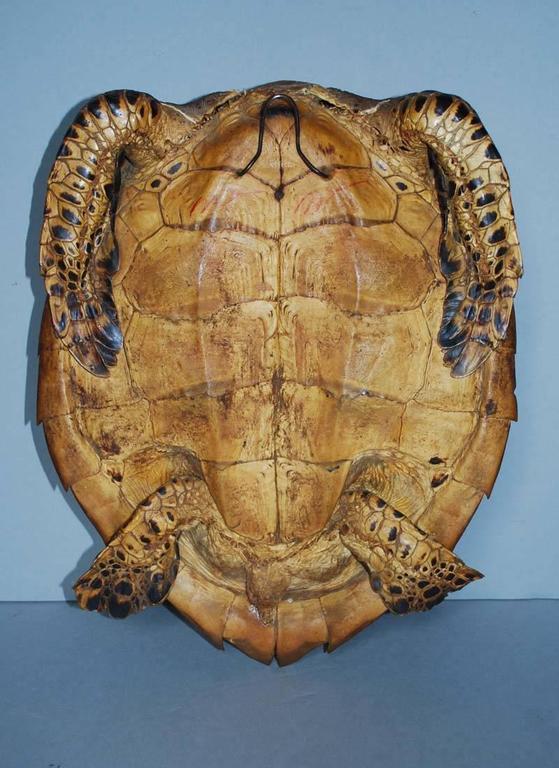 20th Century Sea Turtle Shell Shield on Stand at 1stDibs