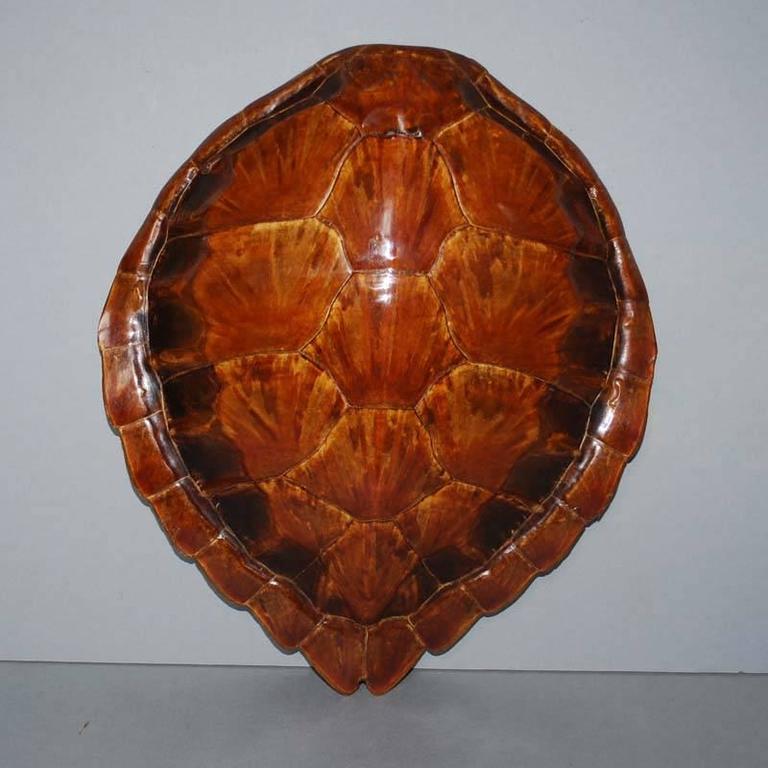 20th Century Sea Turtle Shell Shield on Stand at 1stdibs