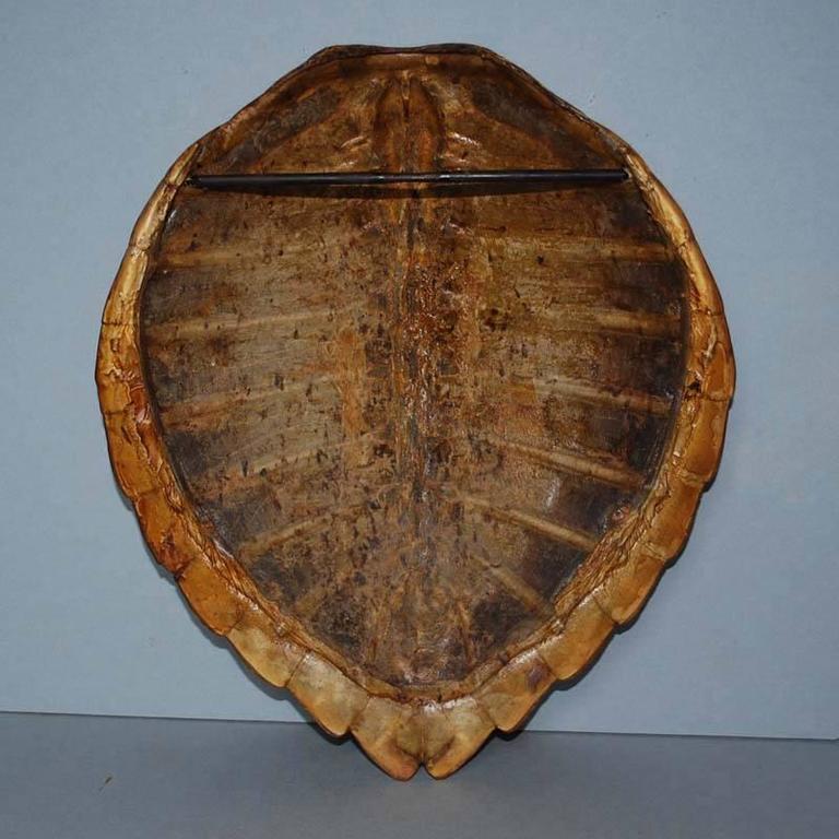 20th Century Sea Turtle Shell Shield on Stand at 1stdibs