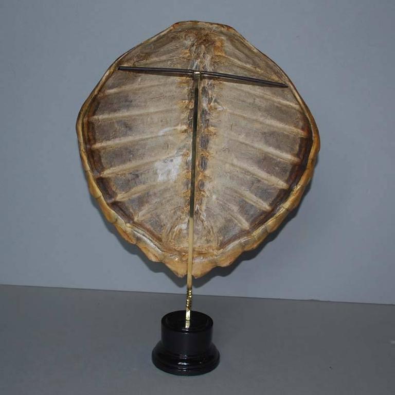 20th Century Sea Turtle Shell Shield on Stand at 1stdibs