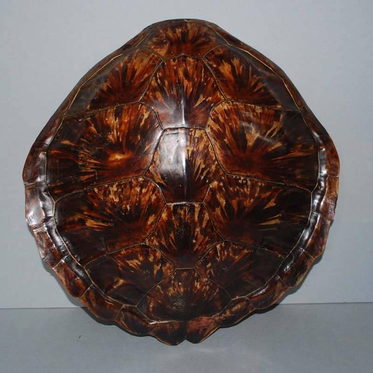 20th Century Sea Turtle Shell Shield on Stand at 1stdibs