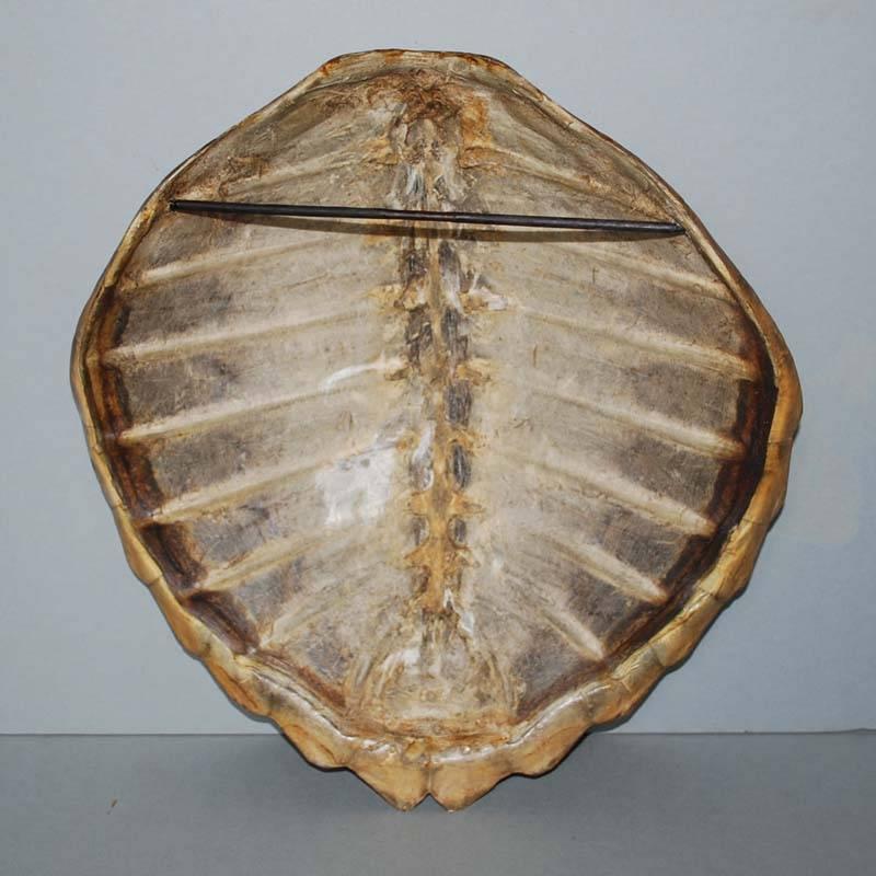 20th Century Sea Turtle Shell Shield on Stand For Sale at 1stdibs