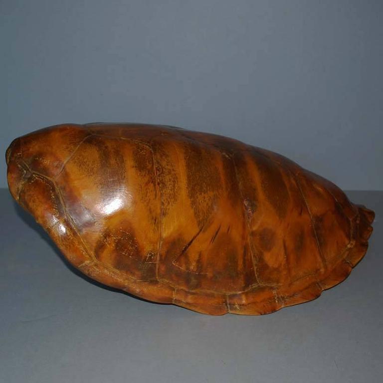 Extremely Large 20th Century Sea Turtle Shell Shield on Stand at 1stdibs