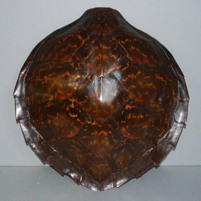 20th Century Sea Turtle Shell Shield on Stand at 1stDibs