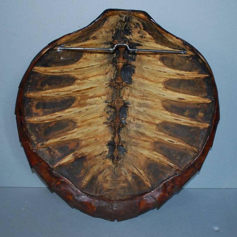 20th Century Sea Turtle Shell Shield on Stand at 1stDibs