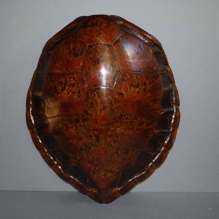 Large 20th Century Sea Turtle Shell Shield on Stand at 1stdibs