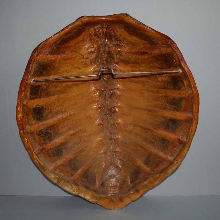 Large 20th Century Sea Turtle Shell Shield on Stand at 1stdibs