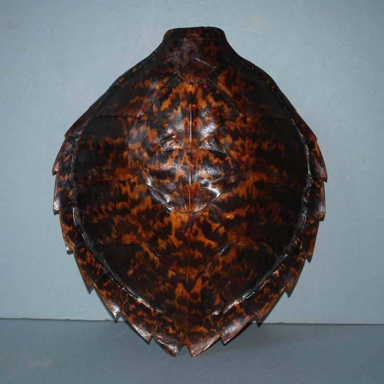 20th Century Sea Turtle Shell Shield on Stand at 1stdibs