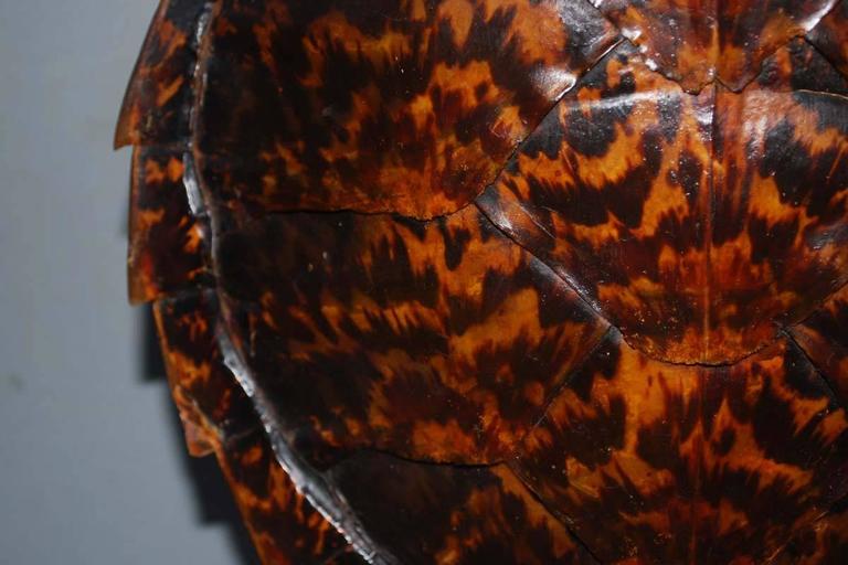 20th Century Sea Turtle Shell Shield on Stand at 1stDibs