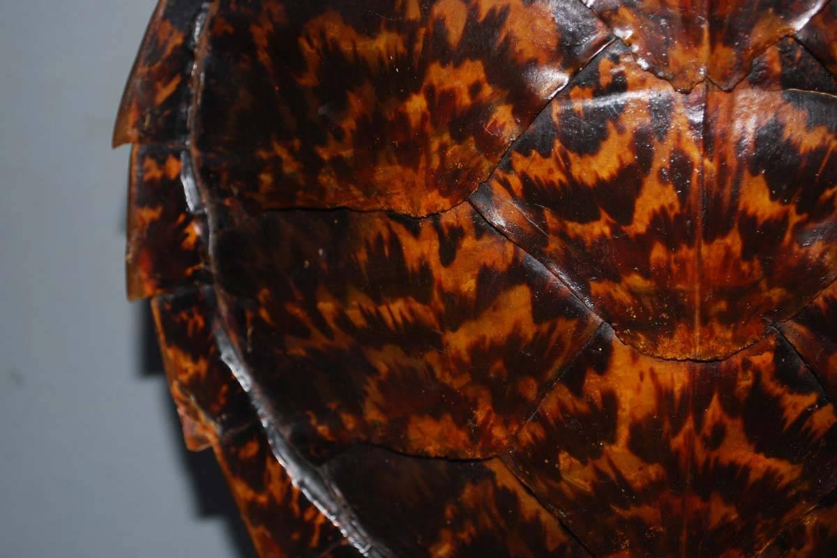 20th Century Sea Turtle Shell Shield on Stand at 1stDibs | tortoise ...