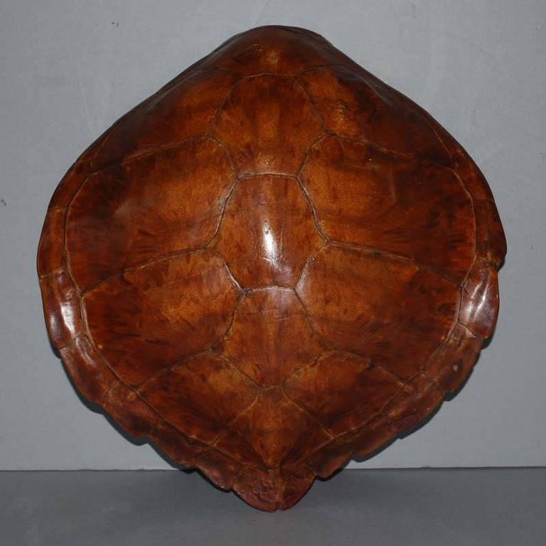 20th Century Sea Turtle Shell Shield on Stand at 1stDibs