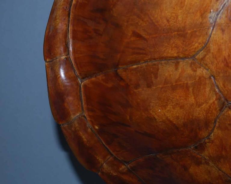 20th Century Sea Turtle Shell Shield on Stand at 1stDibs