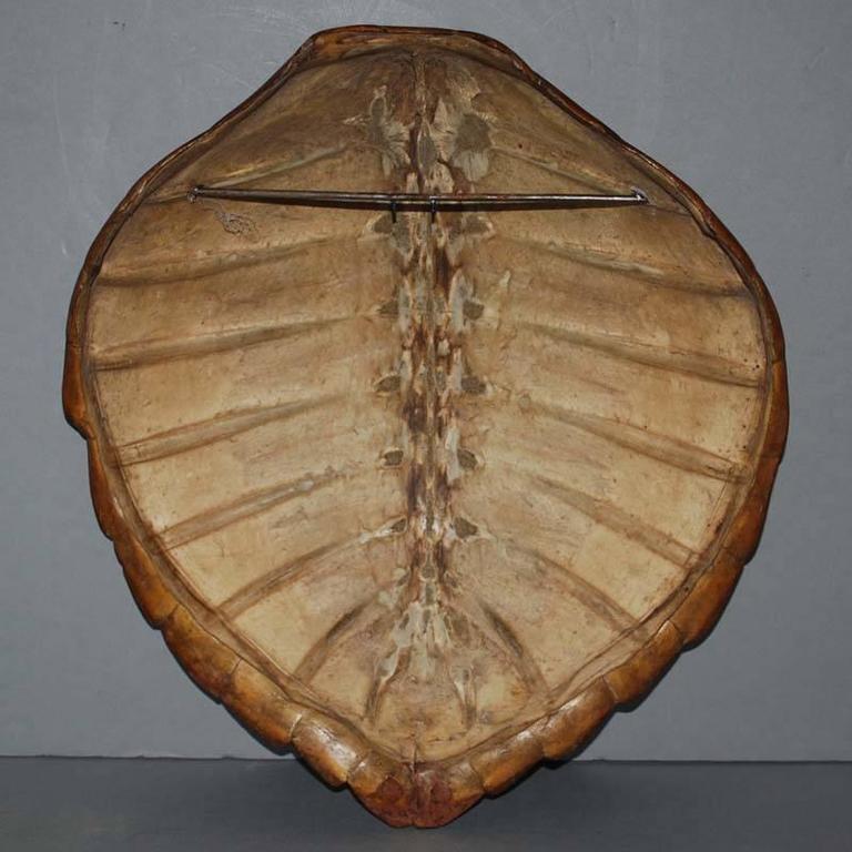20th Century Sea Turtle Shell Shield on Stand at 1stdibs
