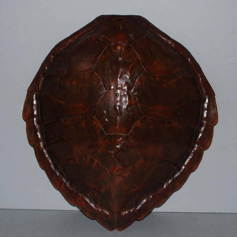 20th Century Sea Turtle Shell Shield on Stand at 1stDibs