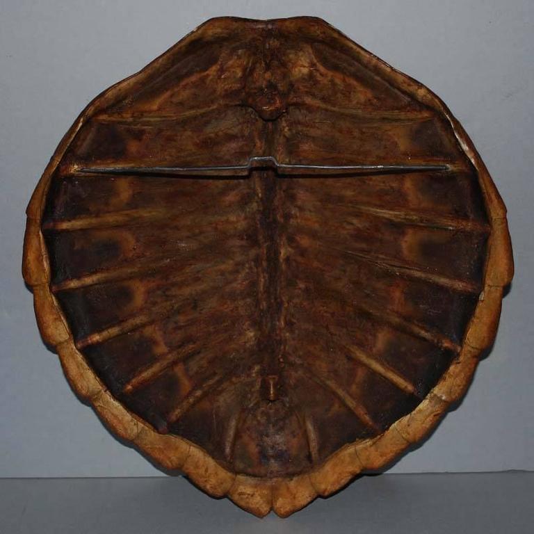 20th Century Sea Turtle Shell Shield on Stand at 1stdibs