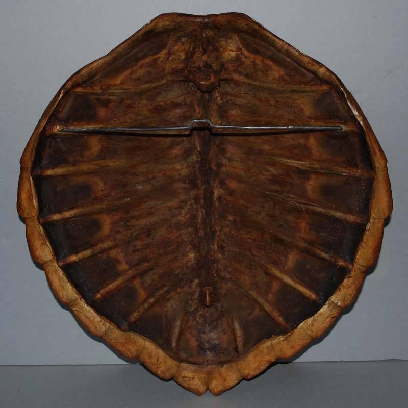 20th Century Sea Turtle Shell Shield on Stand at 1stDibs