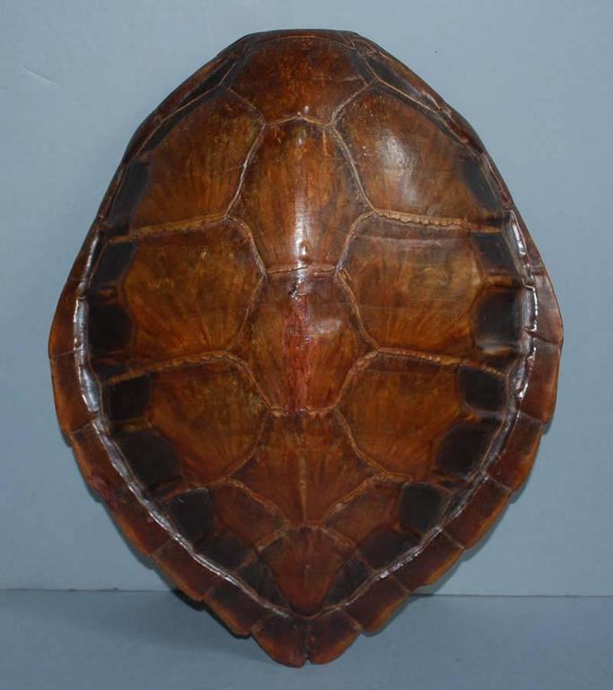 Pair of 20th Century Sea Turtle Shells Shields on Stand For Sale at 1stDibs