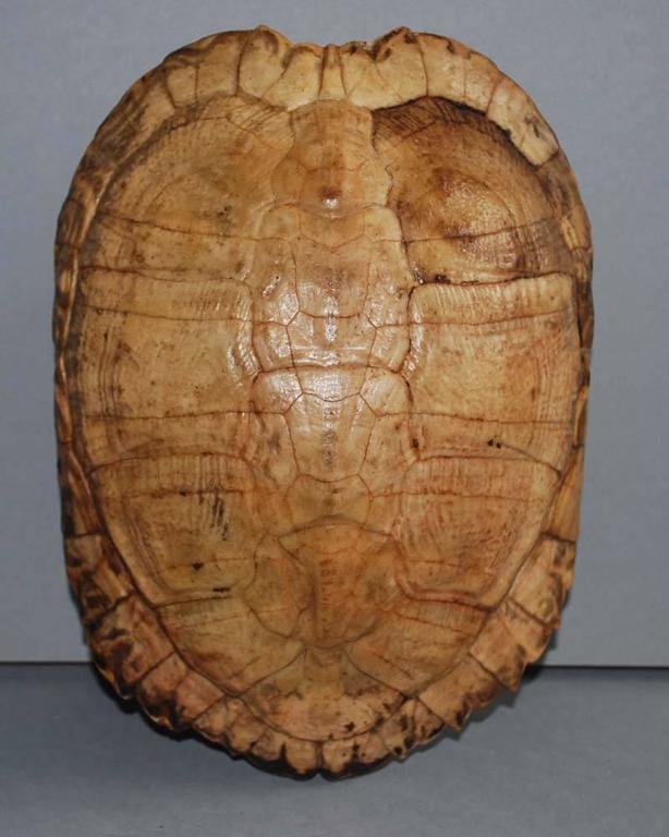 Set of 20th Century Turtle Shells Shields on Stand at 1stDibs