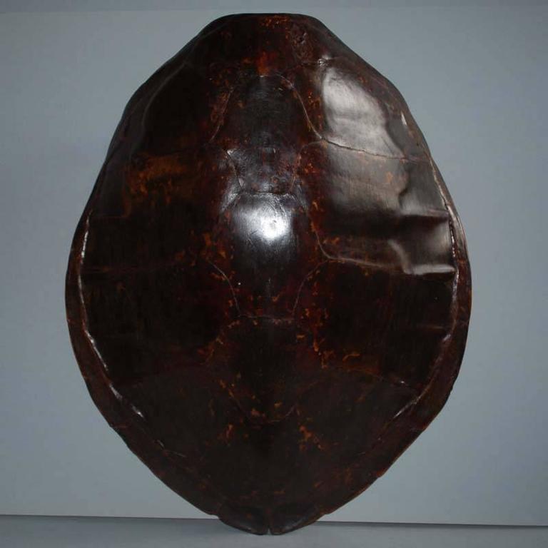 Extremely Large 20th Century Sea Turtle Shells Shield on Stand For Sale ...
