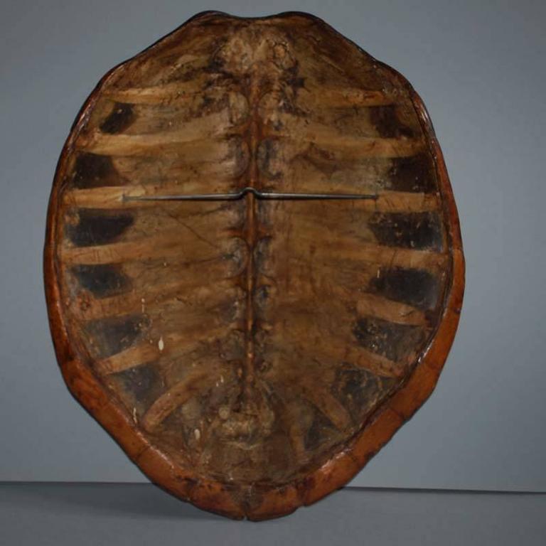 Extremely Large 20th Century Sea Turtle Shells Shield on Stand For Sale ...