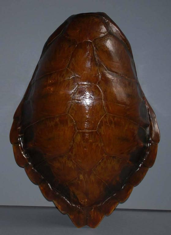 Extremely Large 20th Century Sea Turtle Shell Shield on Stand For Sale ...