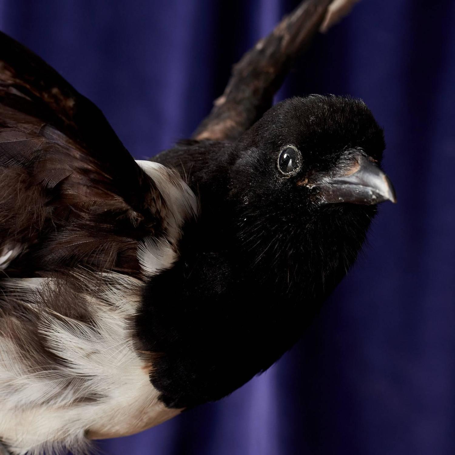 Stuffed Magpie For Sale at 1stdibs