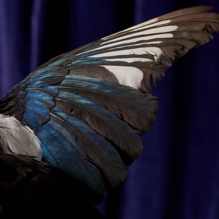 Stuffed Magpie at 1stDibs