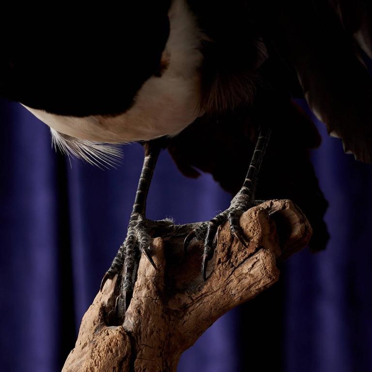 Stuffed Magpie at 1stDibs
